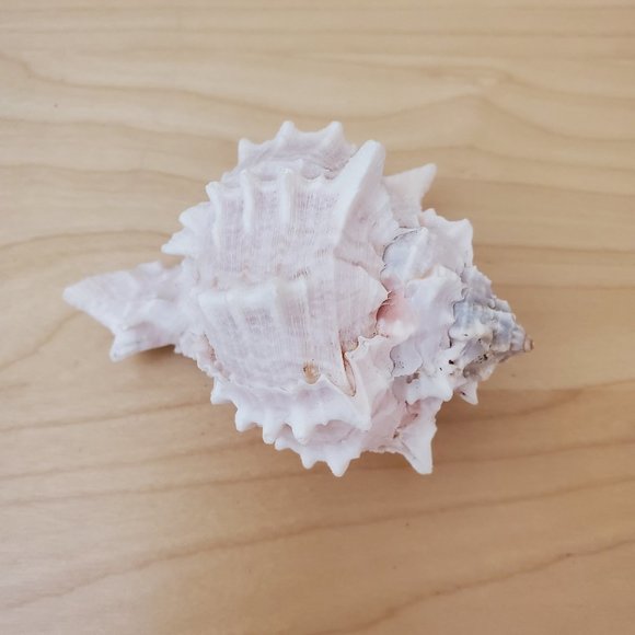 Accents | Large White Sea Shell And Pink Mouthed Spikey Conch | Poshmark